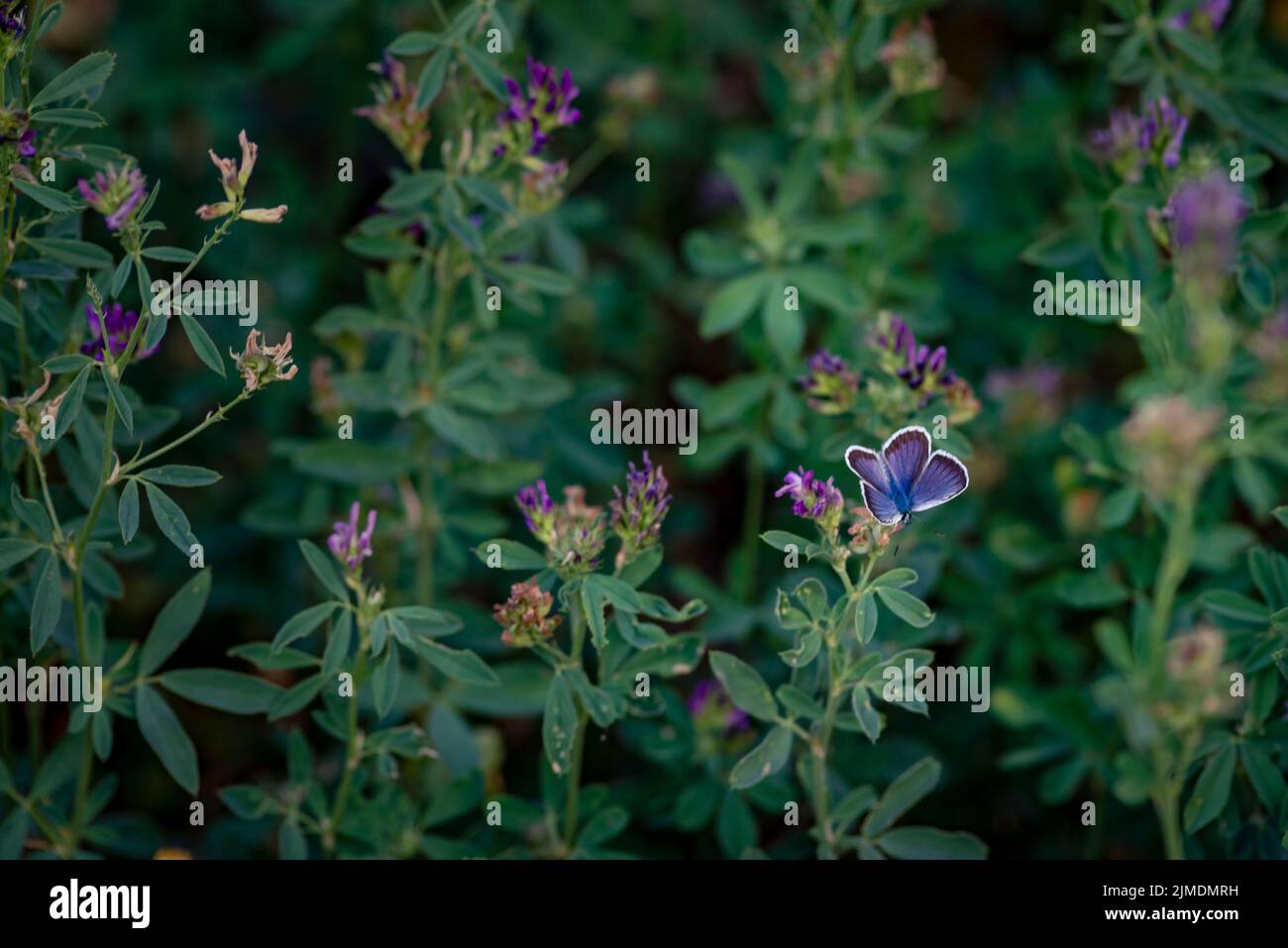 Alfalfa butterflies hi-res stock photography and images - Alamy