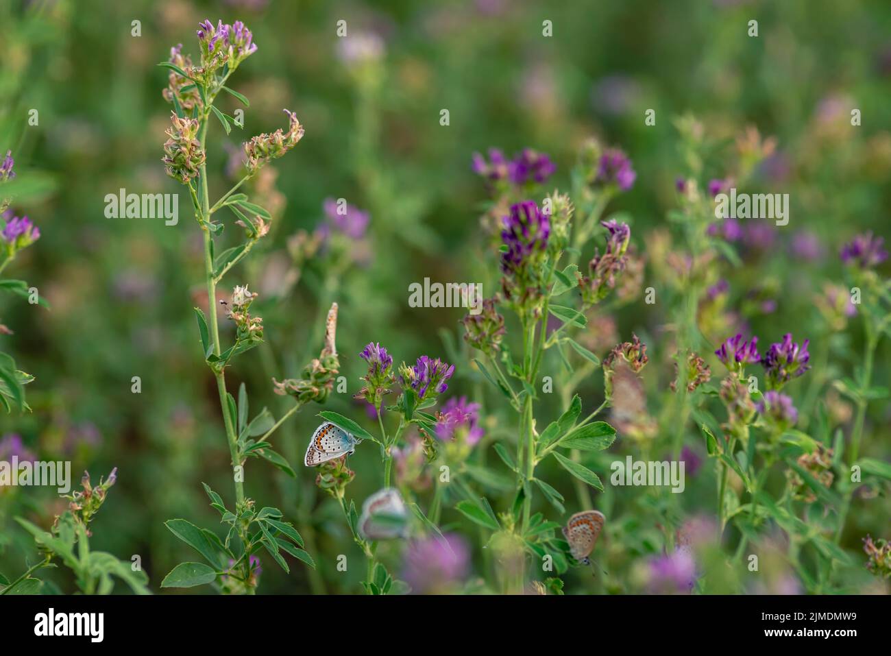 Alfalfa butterflies hi-res stock photography and images - Alamy