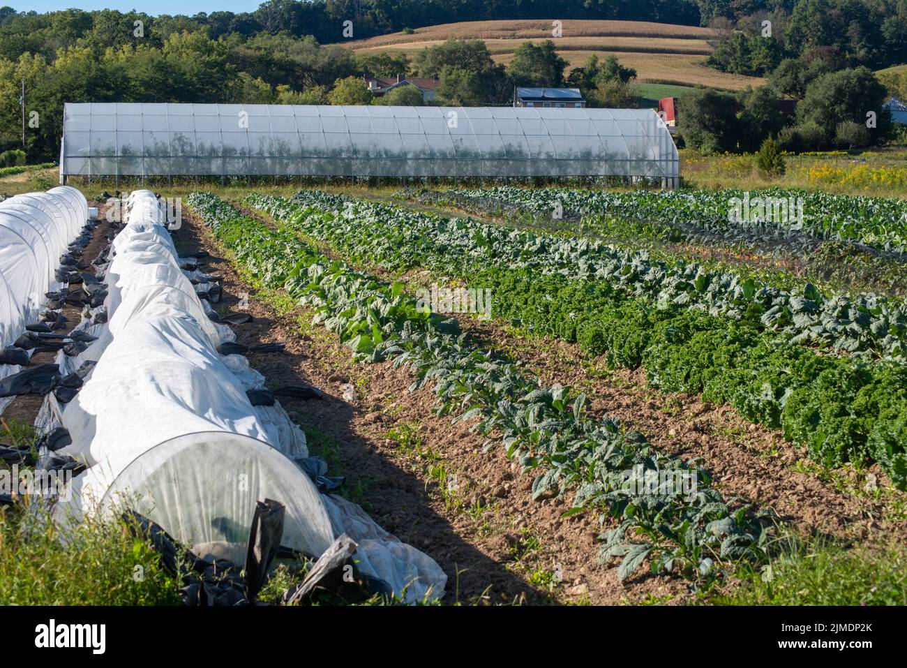 Organic vegetable garden with hills and a greenhouse Stock Photo - Alamy