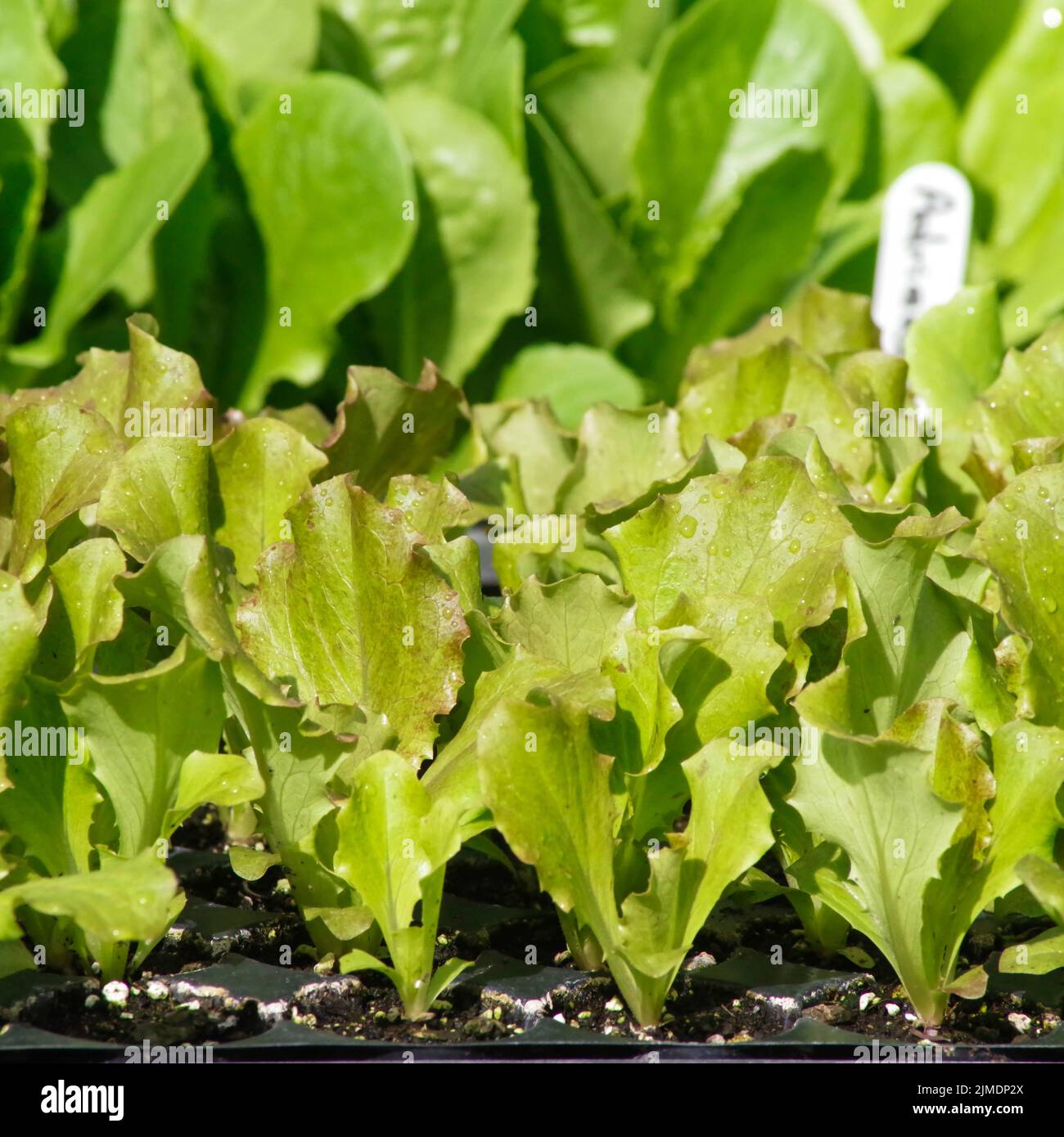 Potting trays hi-res stock photography and images - Alamy