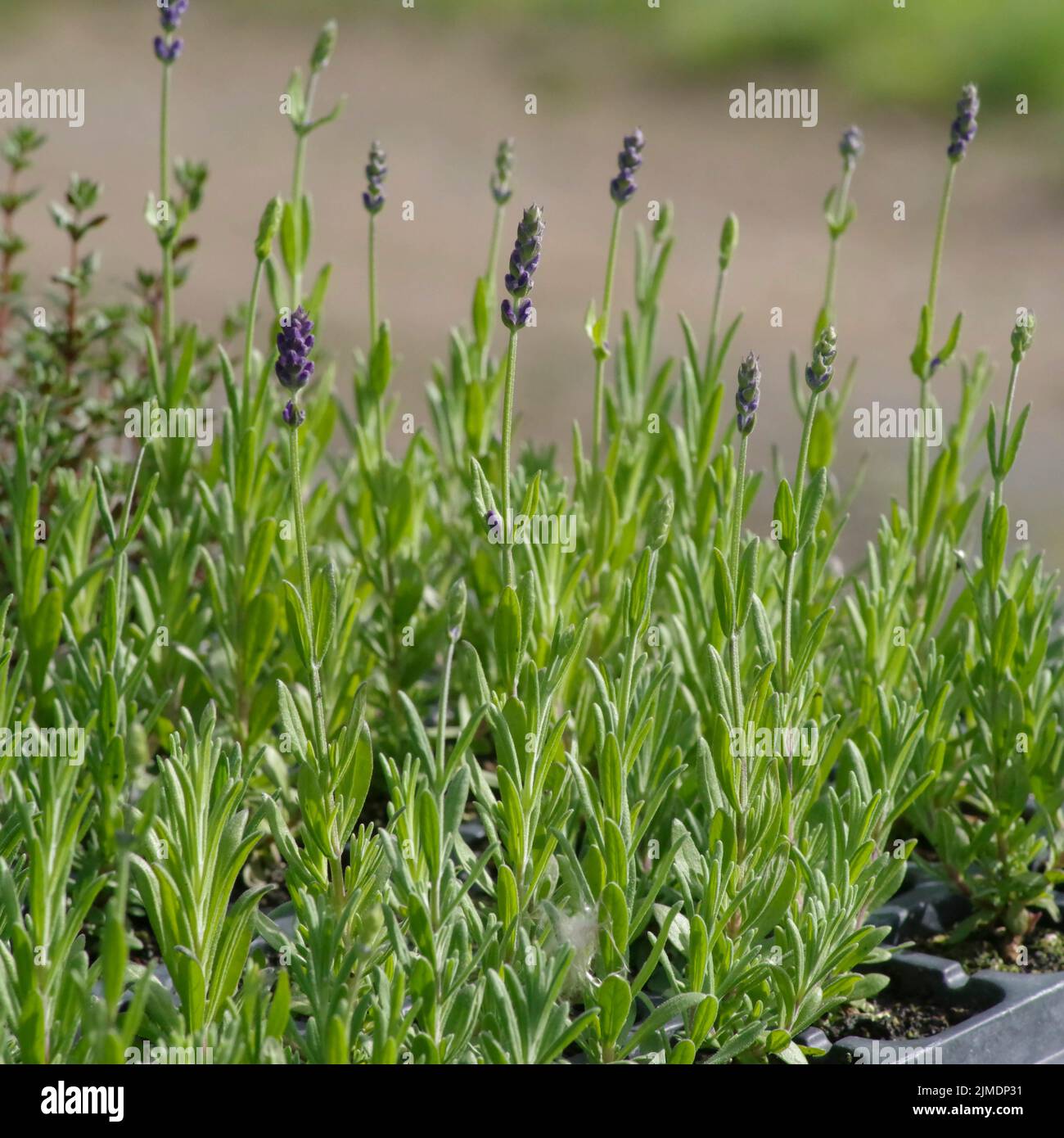 Lavender budding herb seedlings in the sunshine Stock Photo - Alamy