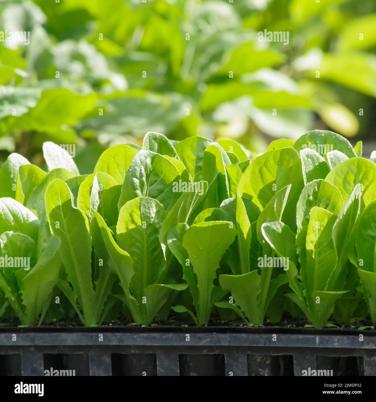 Lettuce seedlings hi-res stock photography and images - Alamy