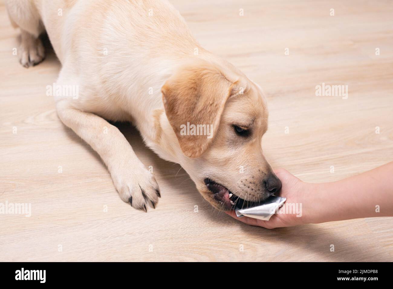 Can Labradors Be Drug Sniffing Dogs