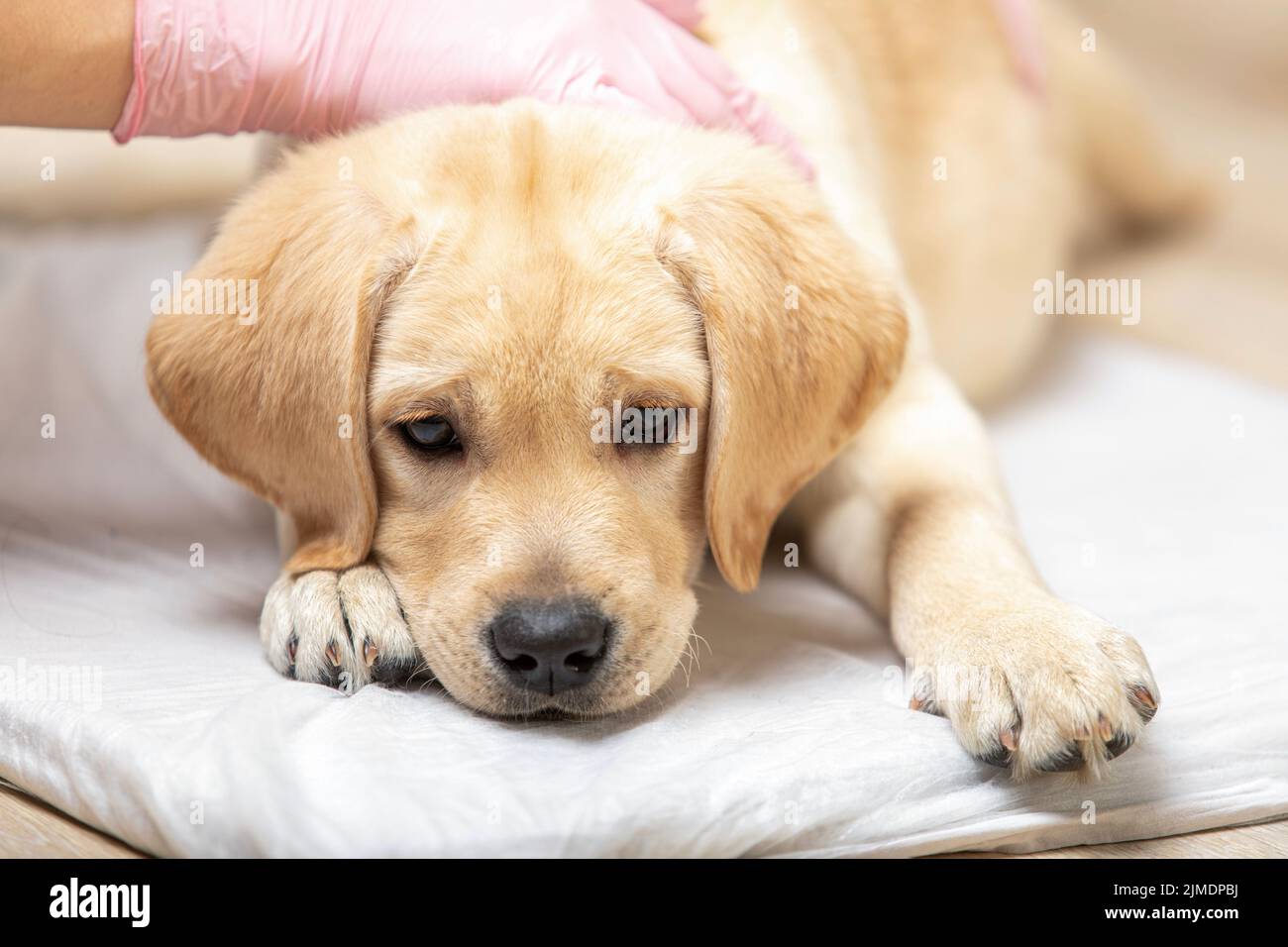 Holding dog in arms hi-res stock photography and images - Alamy