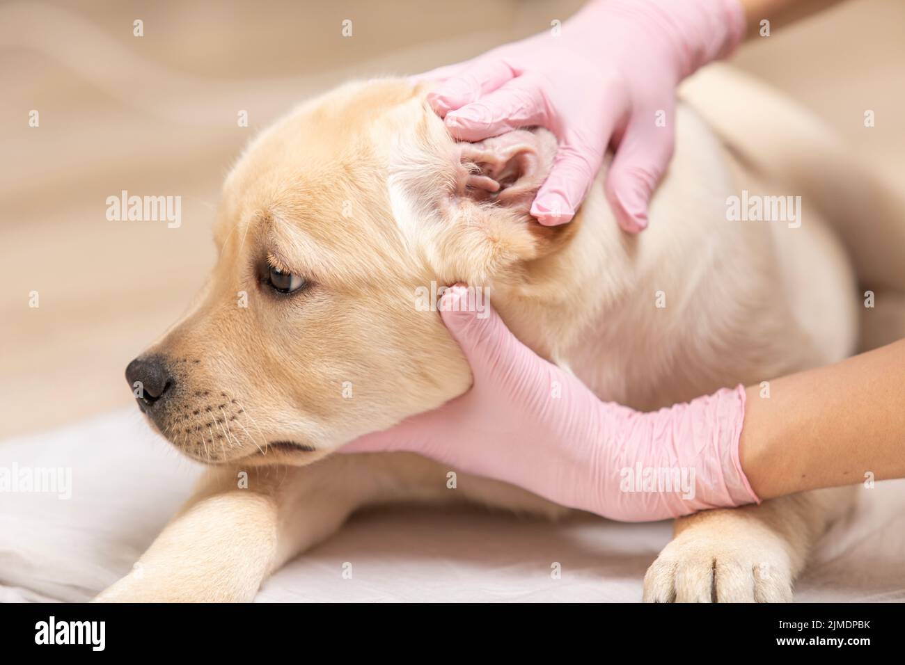 Veterinarian examining ear of dog labrador puppy Stock Photo - Alamy