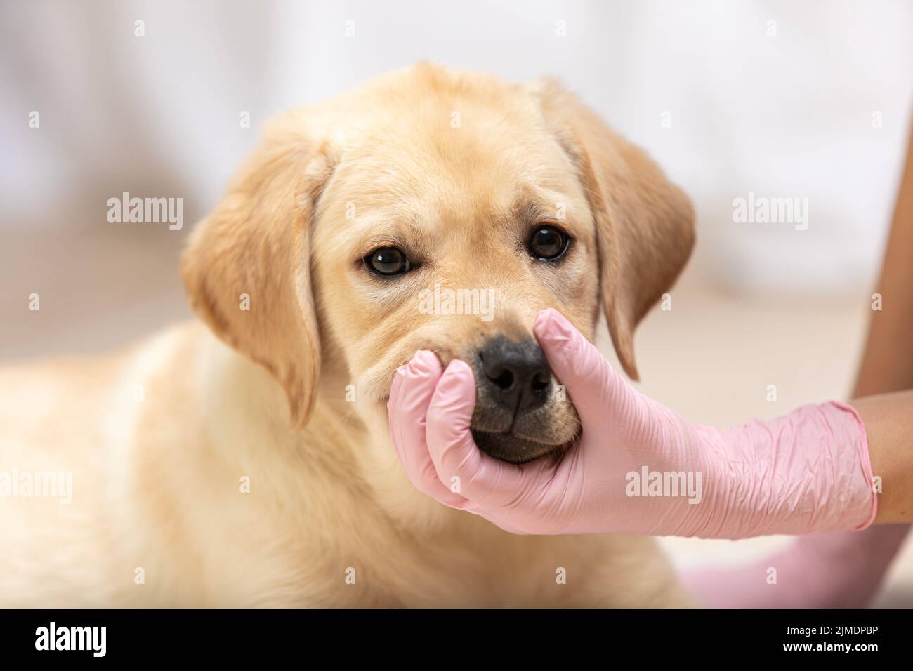 Veterinarian assistant holds jaws of puppy, dog biting hand of ...