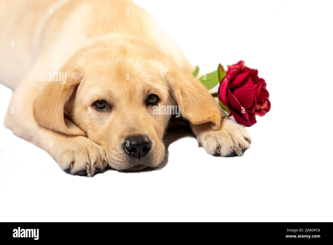 Cute puppy with flower isolated on white studio shot looking at camera ...