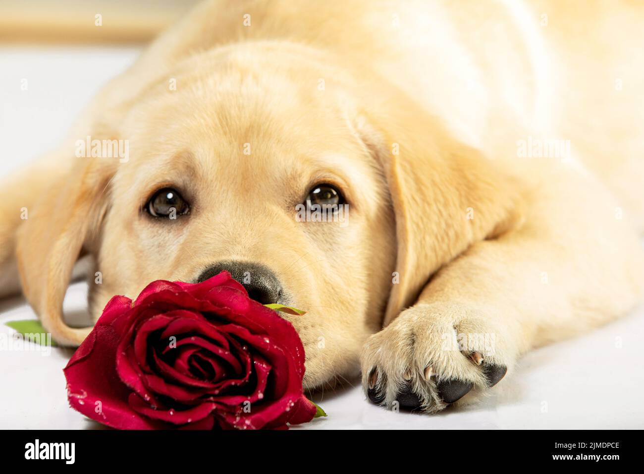 Puppy red rose hi-res stock photography and images - Alamy