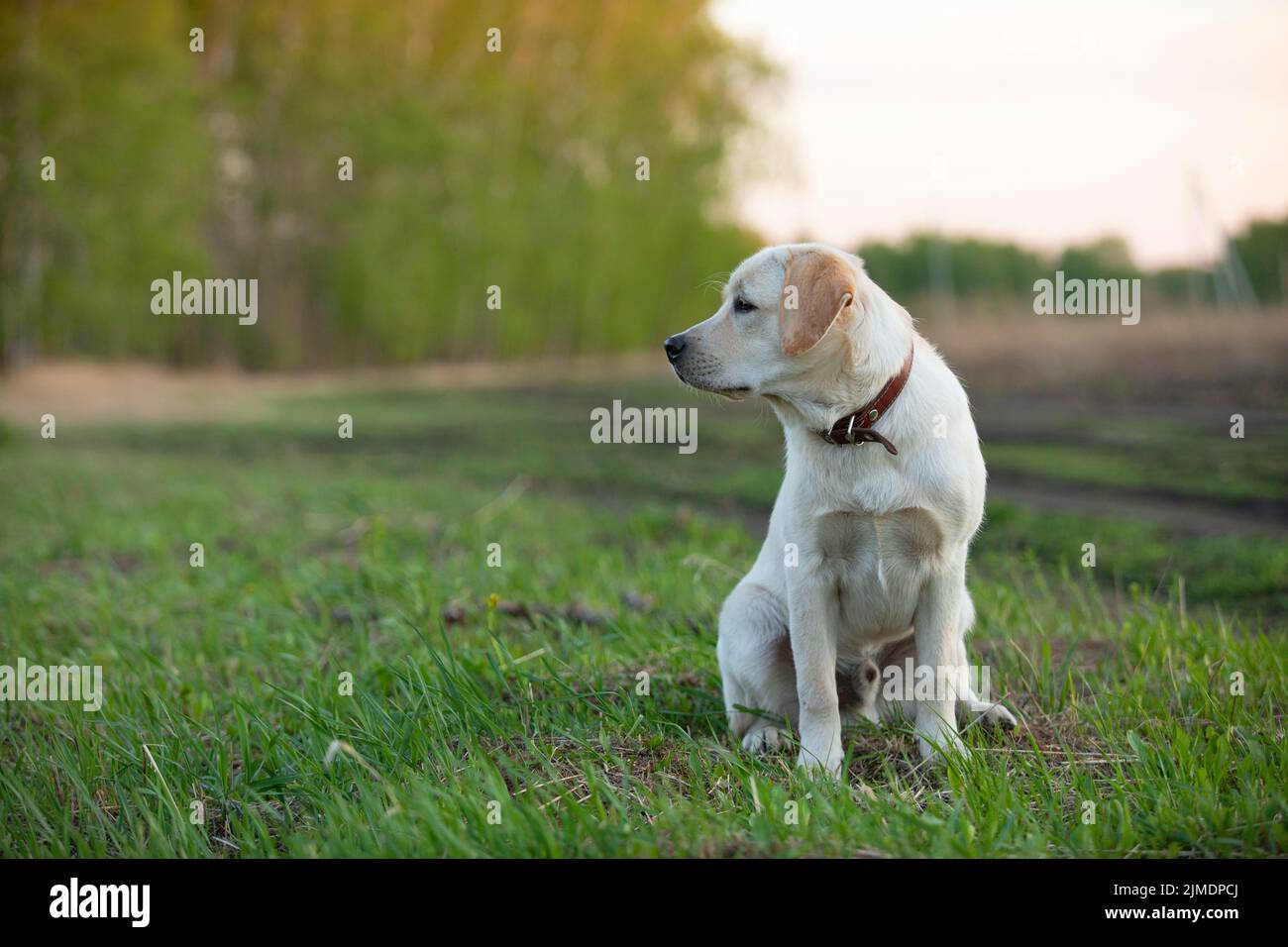 Labrador dog on nature in park. Pet for walk in springtime Stock Photo ...