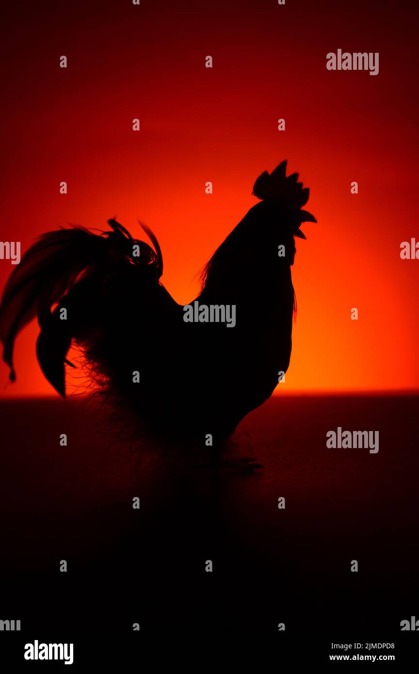 Good Morning Rooster Stock Photo - Alamy