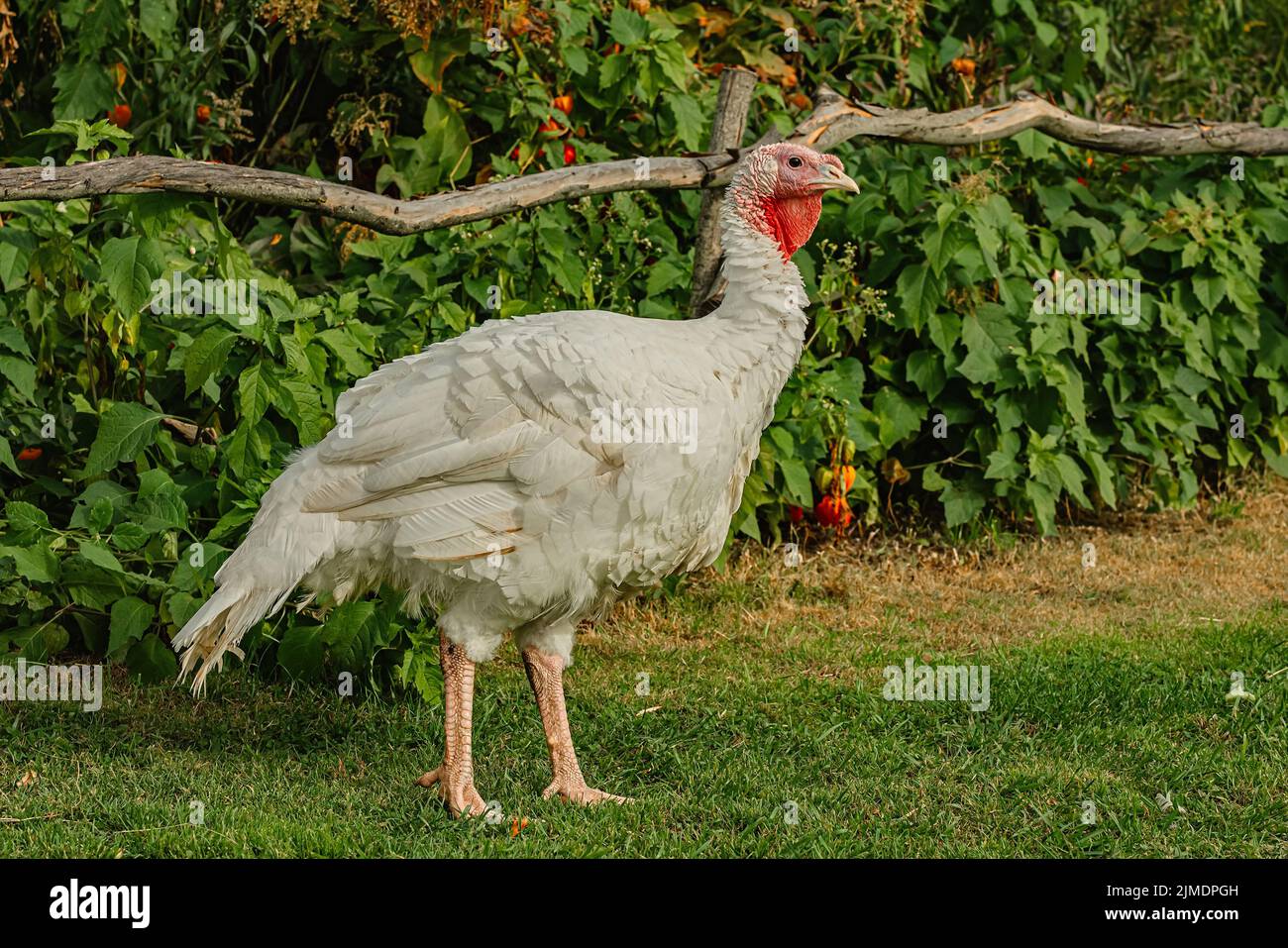 Turkey in the poultry yard Stock Photo - Alamy