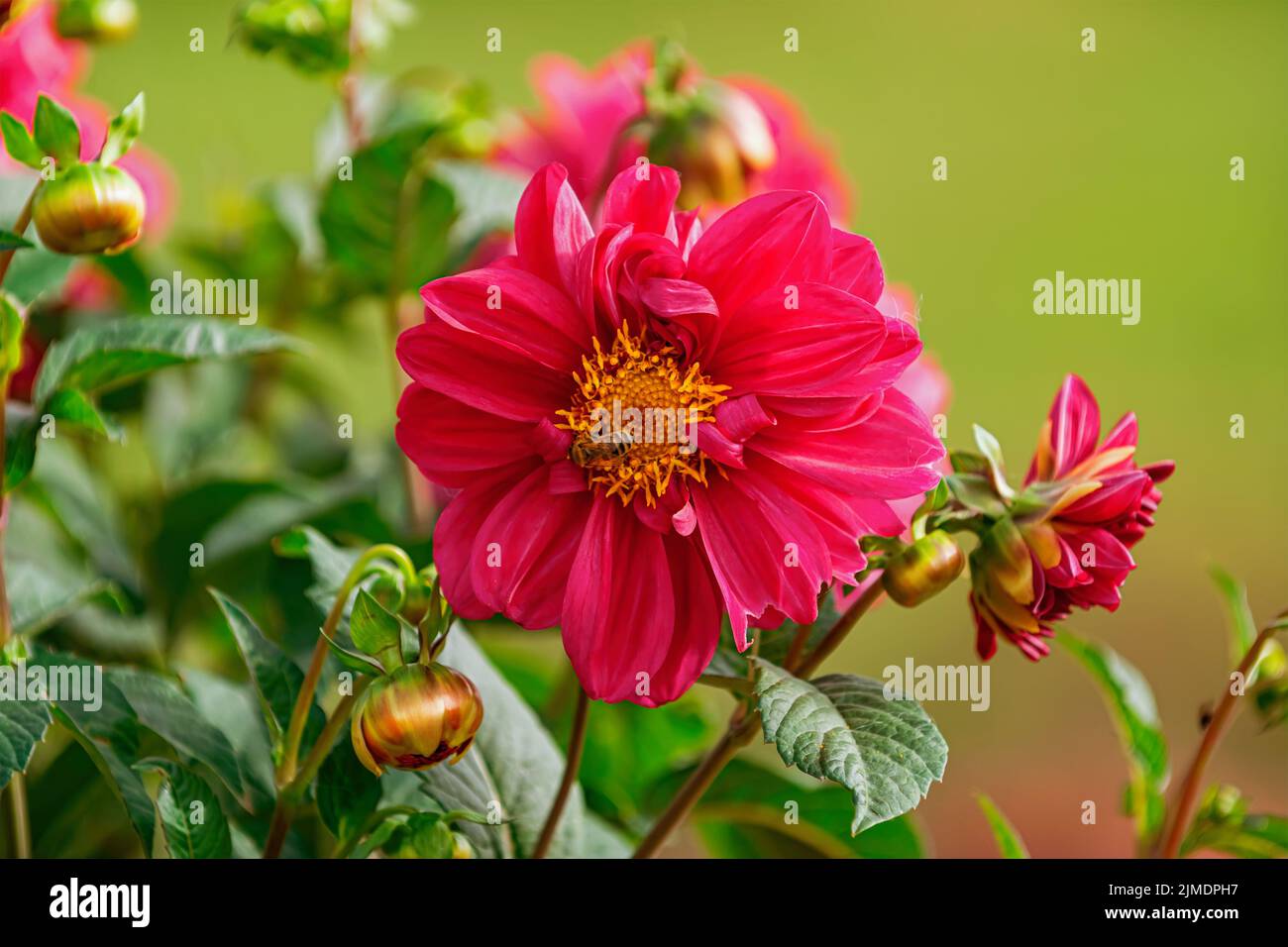 Open flower of Dahlia Stock Photo - Alamy
