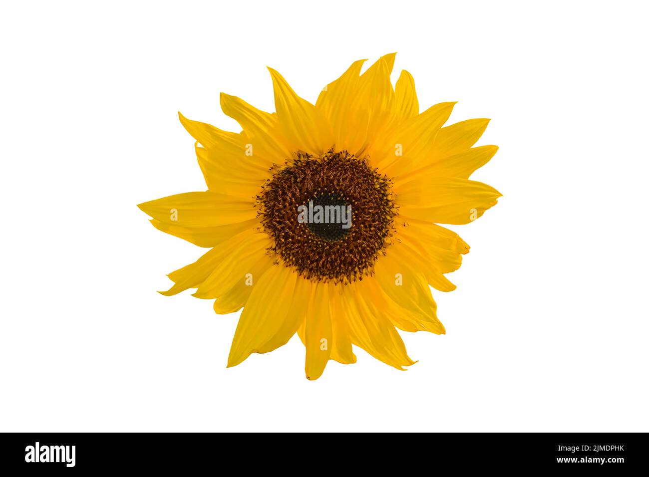Sunflower yellow open flower hi-res stock photography and images - Alamy