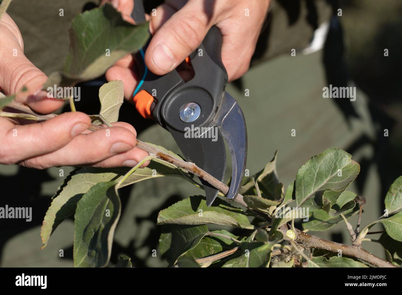 Man pruning tree branch with pruning shears on nature background Stock ...
