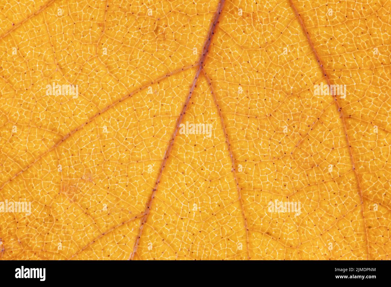 Leaf structure, yellow nature background. Leaf vein pattern. Macro ...