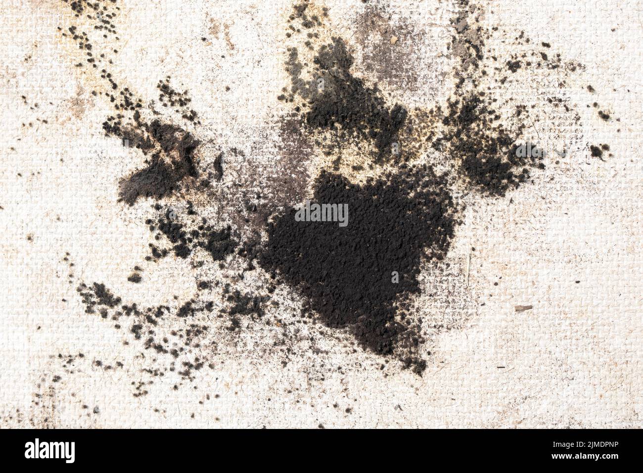 Black mold on a white wall. Closeup of mold wall with fungus Stock ...