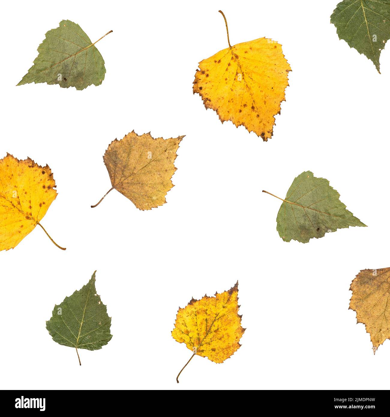 Birch Leaf Fall