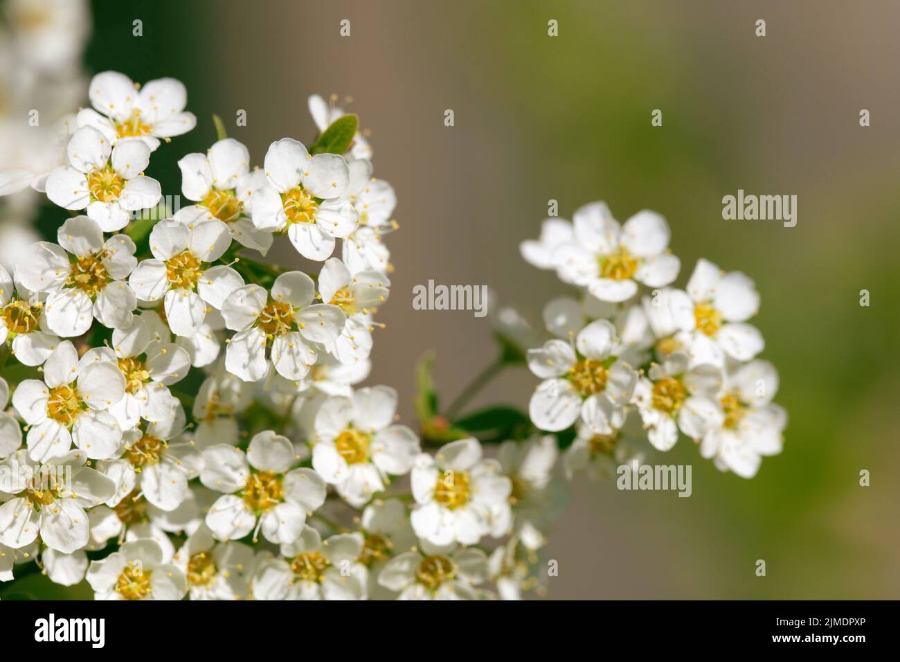 Spiraea Cinerea Grefsheim branch twig in blossom on green nature ...