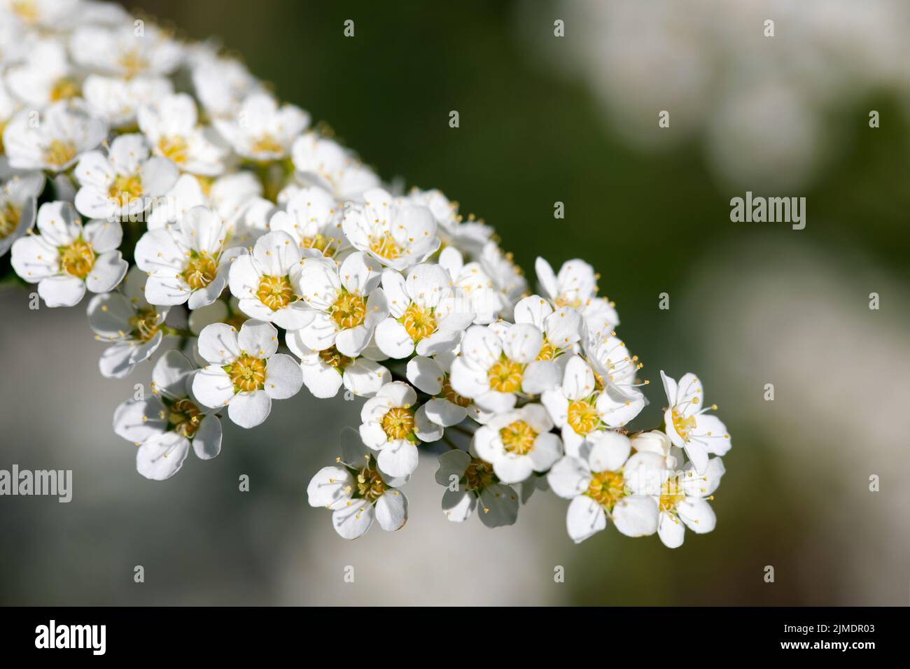 White spirea tree branch twig in blossom close-up shot. Spiraea Cinerea ...