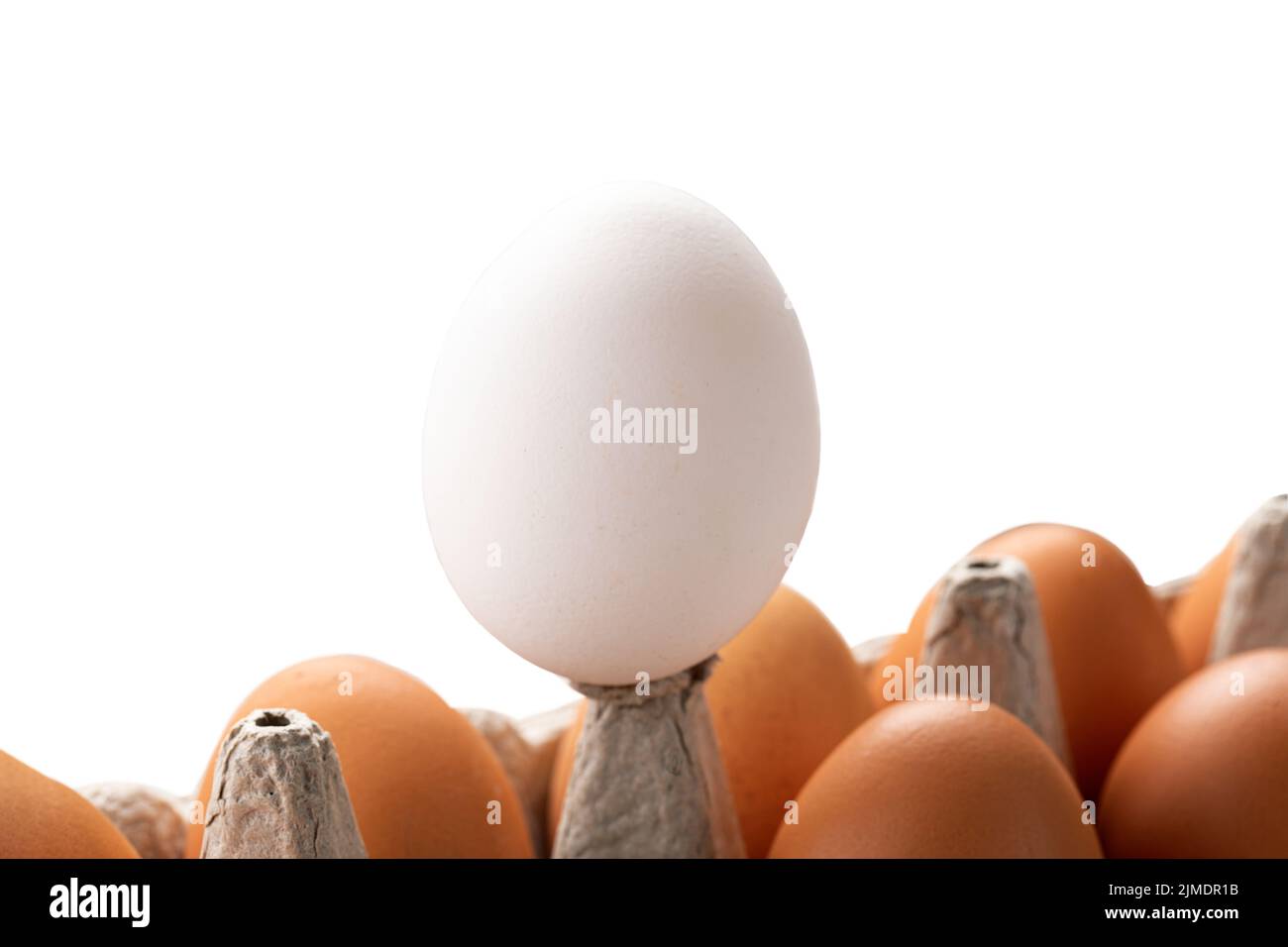 One white egg rises above brown eggs. concept of Concept of racism ...