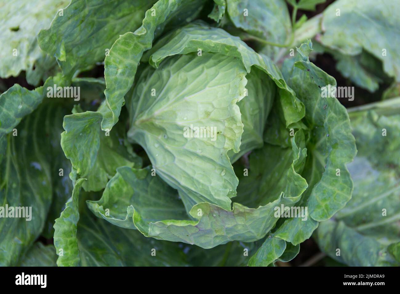 Organic cabbage plantation in hi-res stock photography and images - Alamy