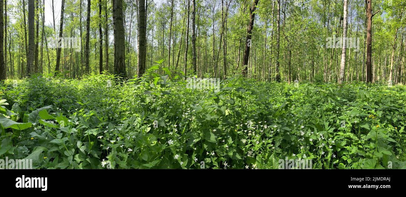 Panorama of first days of autumn in a park, long shadows of trees, blue ...