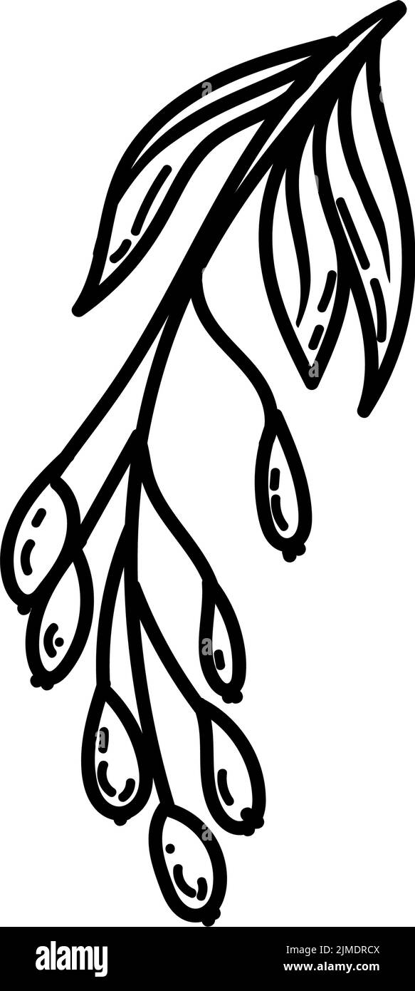 Barberry, hand-drawn doodle-style element. Template package design with ...