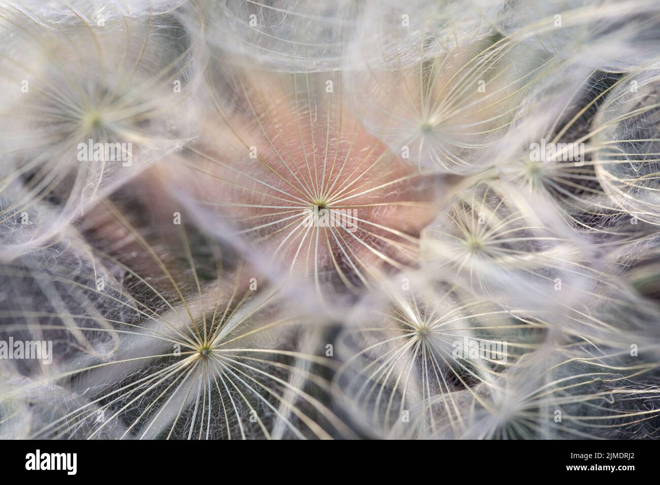Dandelion fluffy seeds in openwork pattern on abstract background Stock ...