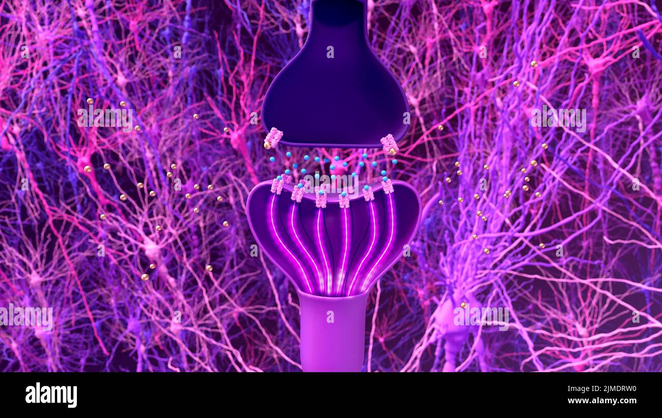 Nerve synapse, illustration Stock Photo - Alamy