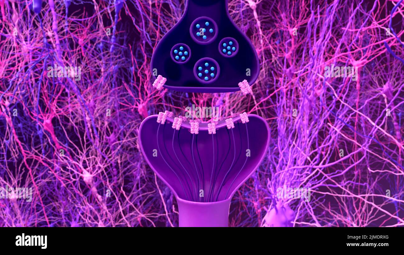 Nerve synapse, illustration Stock Photo - Alamy