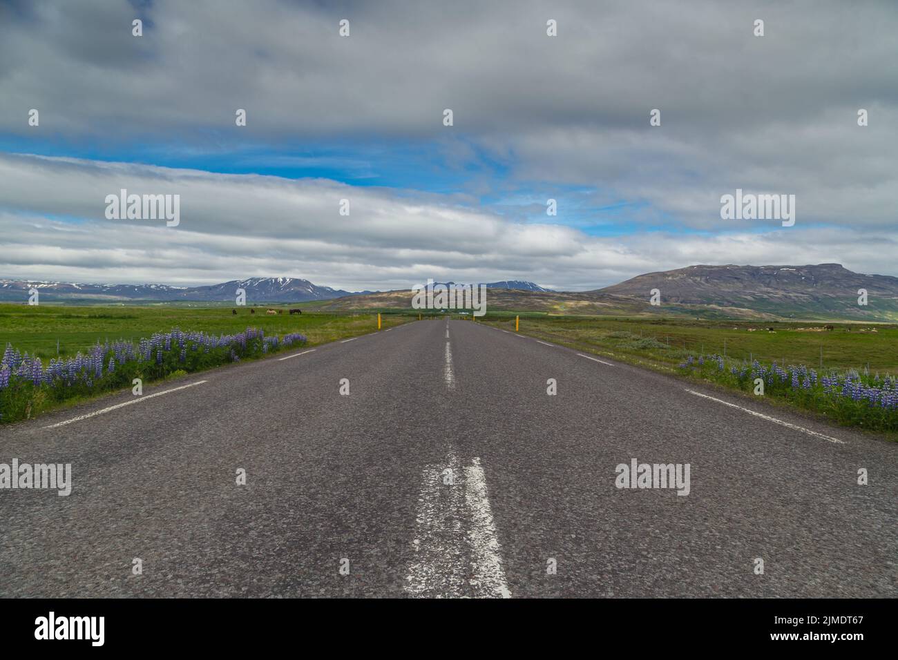 A roadside field of Alaskan lupins in southern Iceland Stock Photo - Alamy