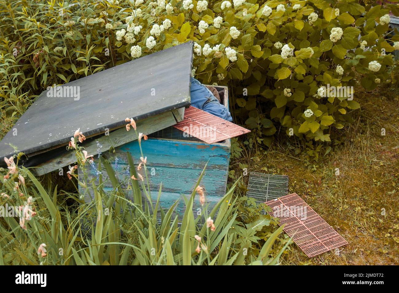 open abandoned hive and beekeeper stuff scattered on the ground Stock ...