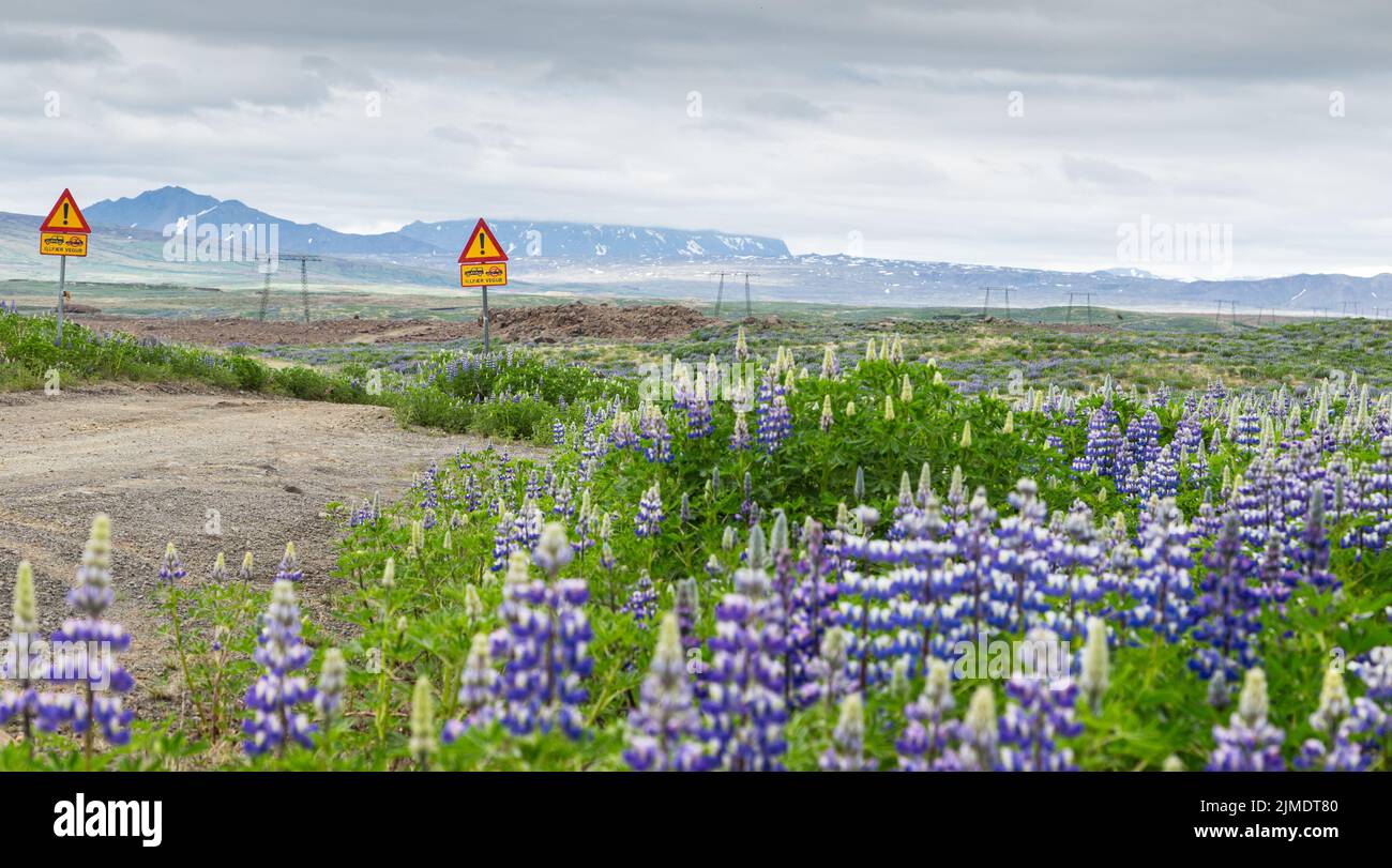 A roadside field of Alaskan lupins in southern Iceland Stock Photo - Alamy