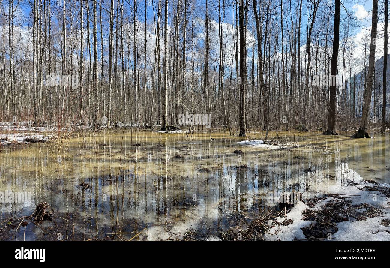 In the wood the spring begins, trees and bushes stand in water, a sunny ...