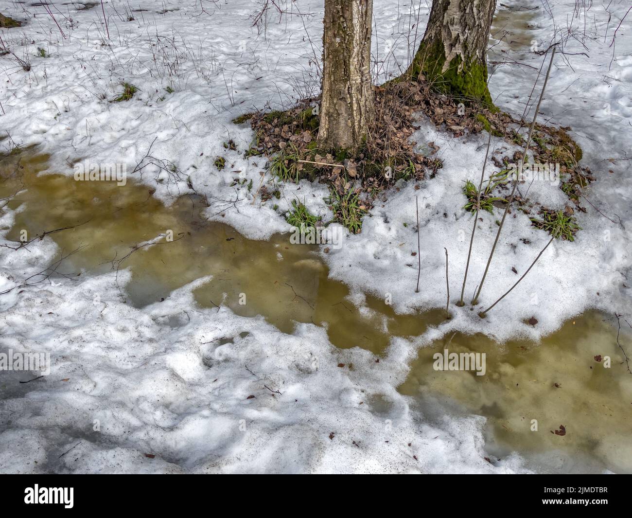In the wood the spring begins, trees and bushes stand in water, a sunny ...