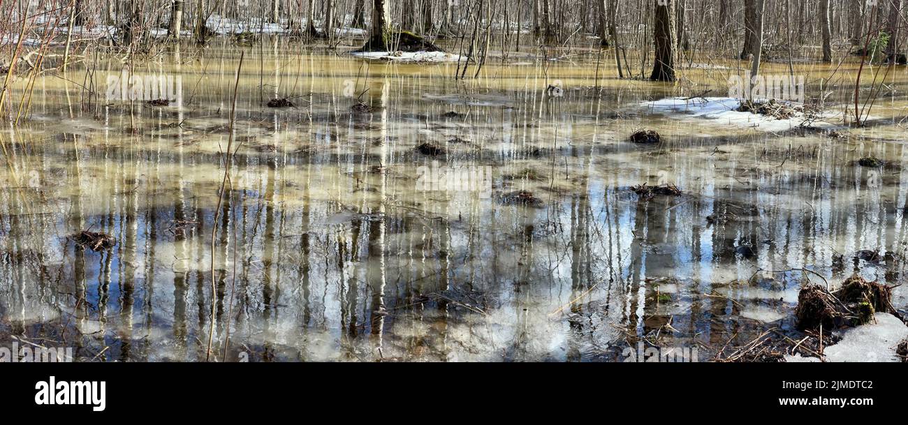 In the wood the spring begins, trees and bushes stand in water, a sunny ...