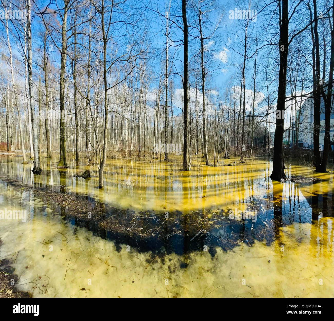 In the wood the spring begins, trees and bushes stand in water, a sunny ...