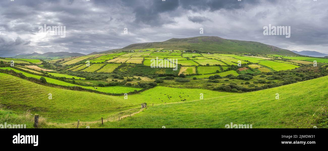 Large panorama with herd of grazing cattle, farms and farmlands in ...