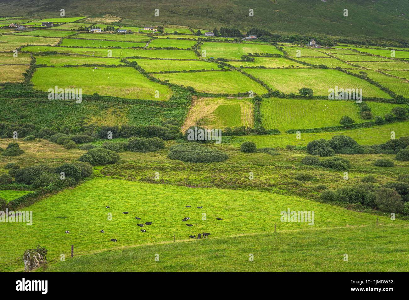 Cattle and sheep herds grazing on green fields. Farms and farmlands ...