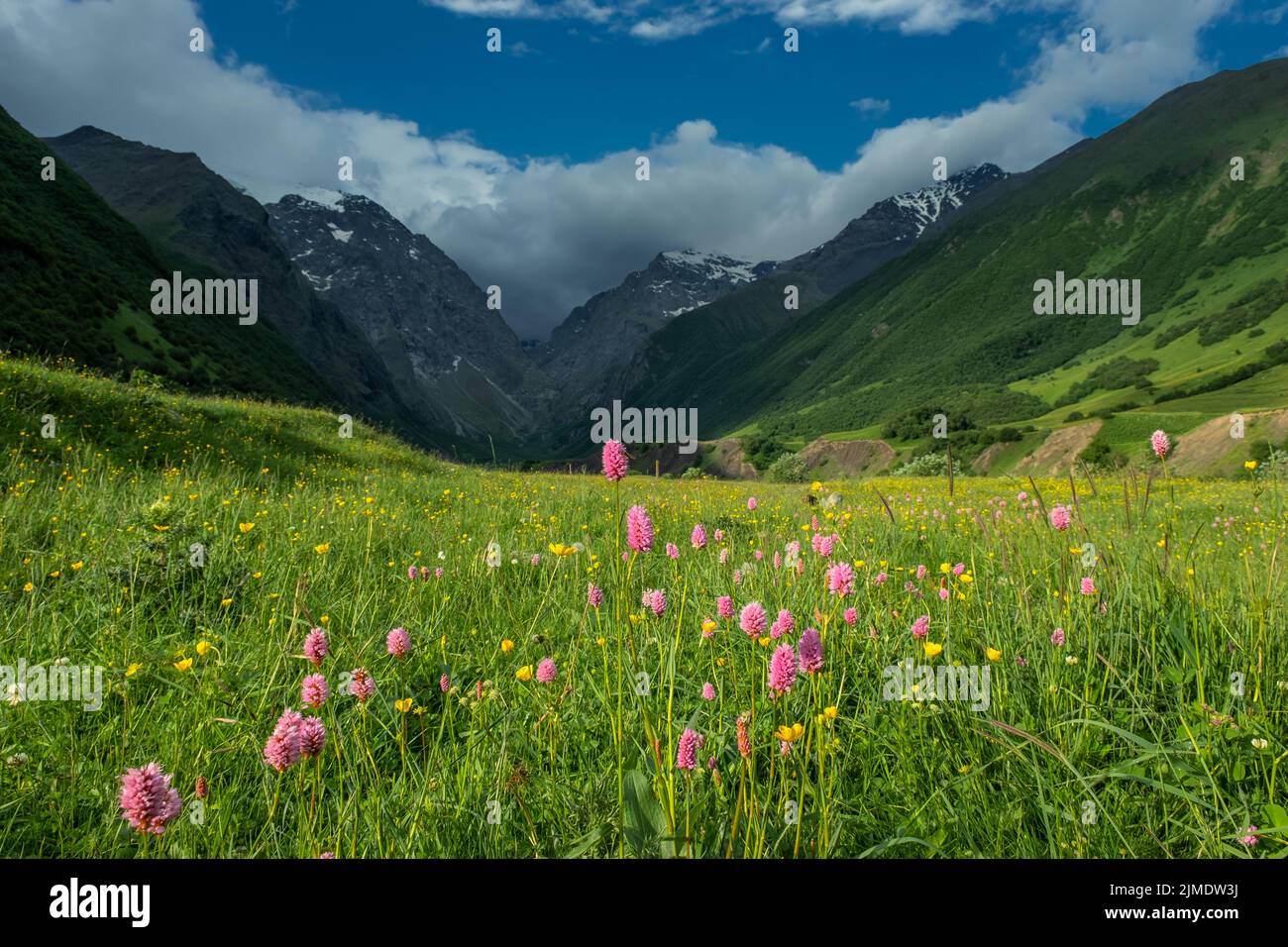 Blooming mountain pasture hi-res stock photography and images - Alamy