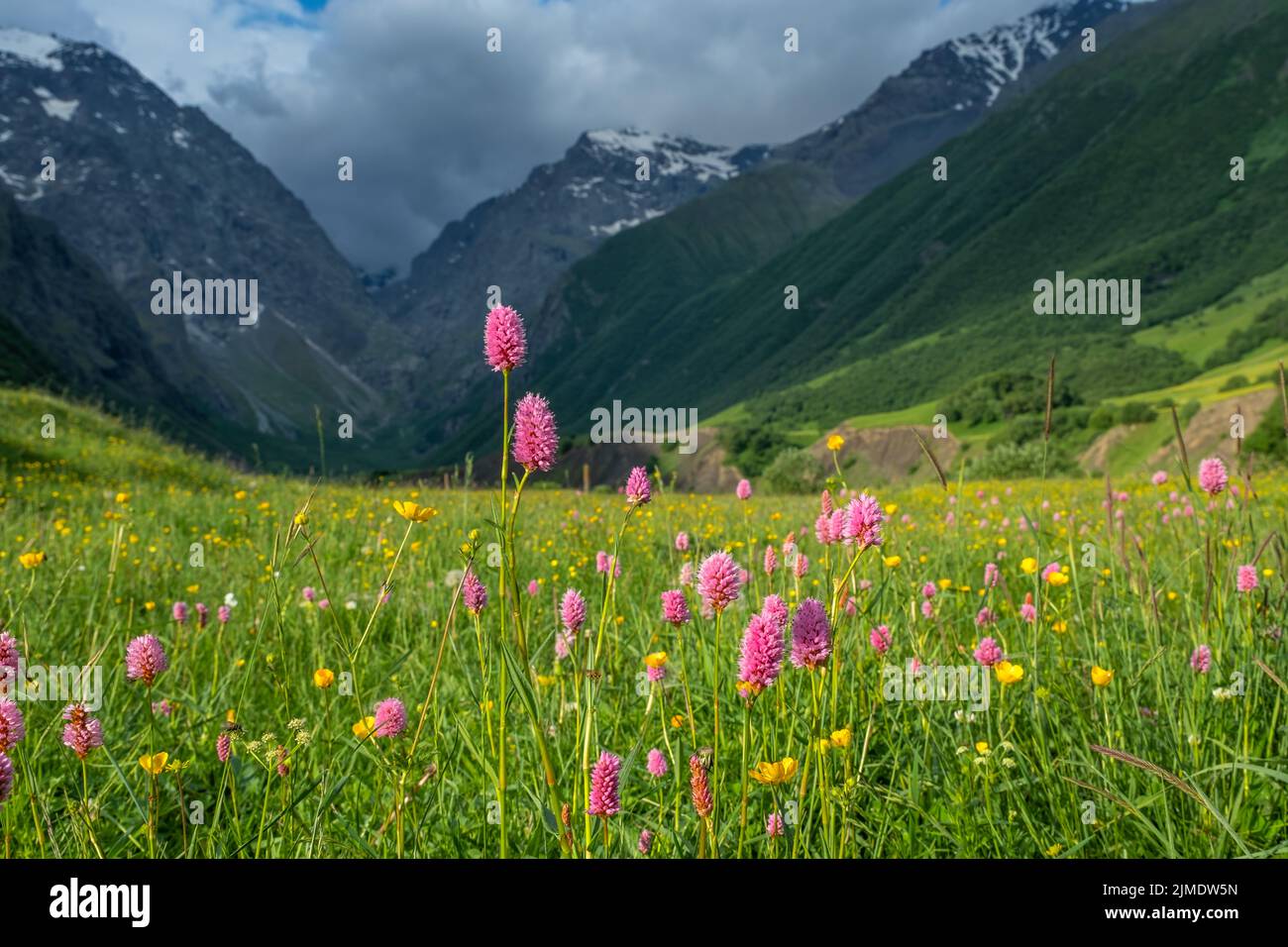 Blooming mountain pasture hi-res stock photography and images - Alamy
