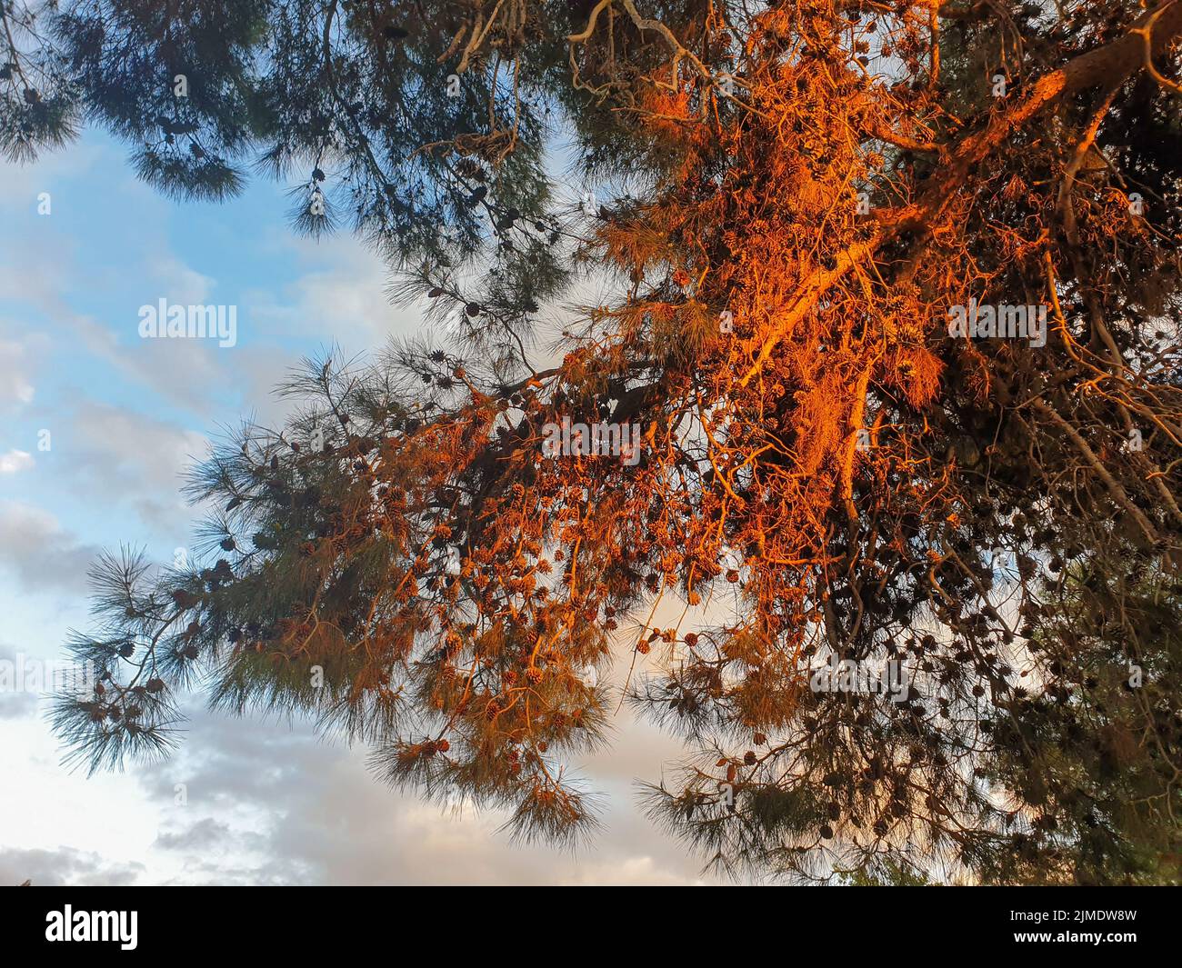 Pine branch beautifully lit sun hi-res stock photography and images - Alamy