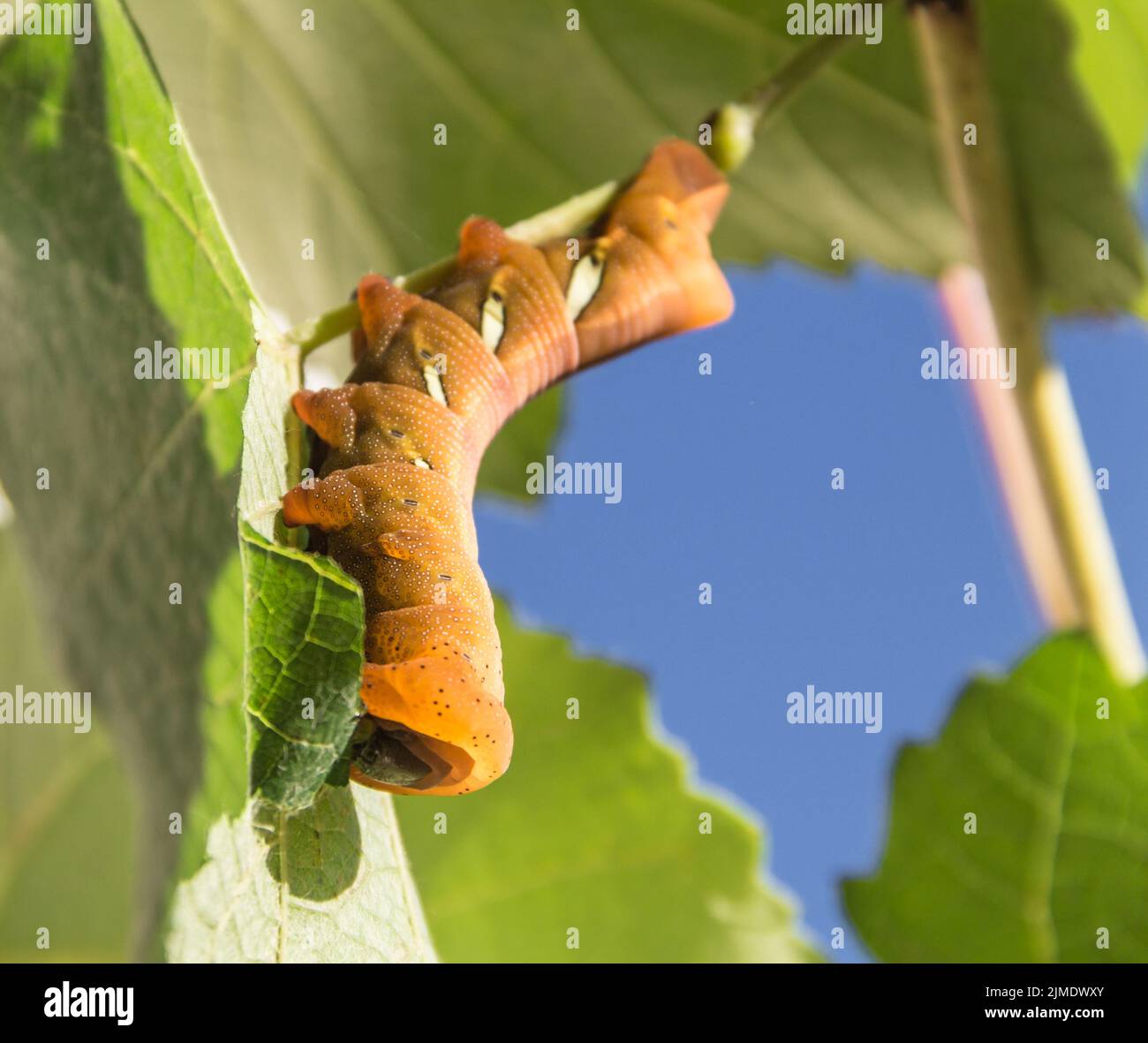 Eumorpha pandorus or sphinx moth caterpillar eating on the leaf, in ...