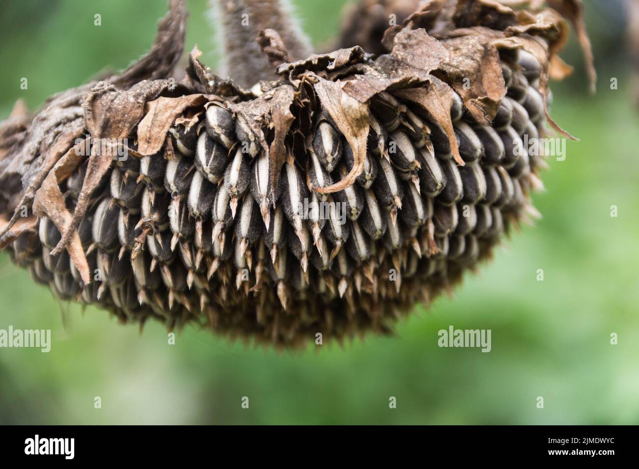 Detail of dried sunflower flowers on the plant in fall harvest Stock ...