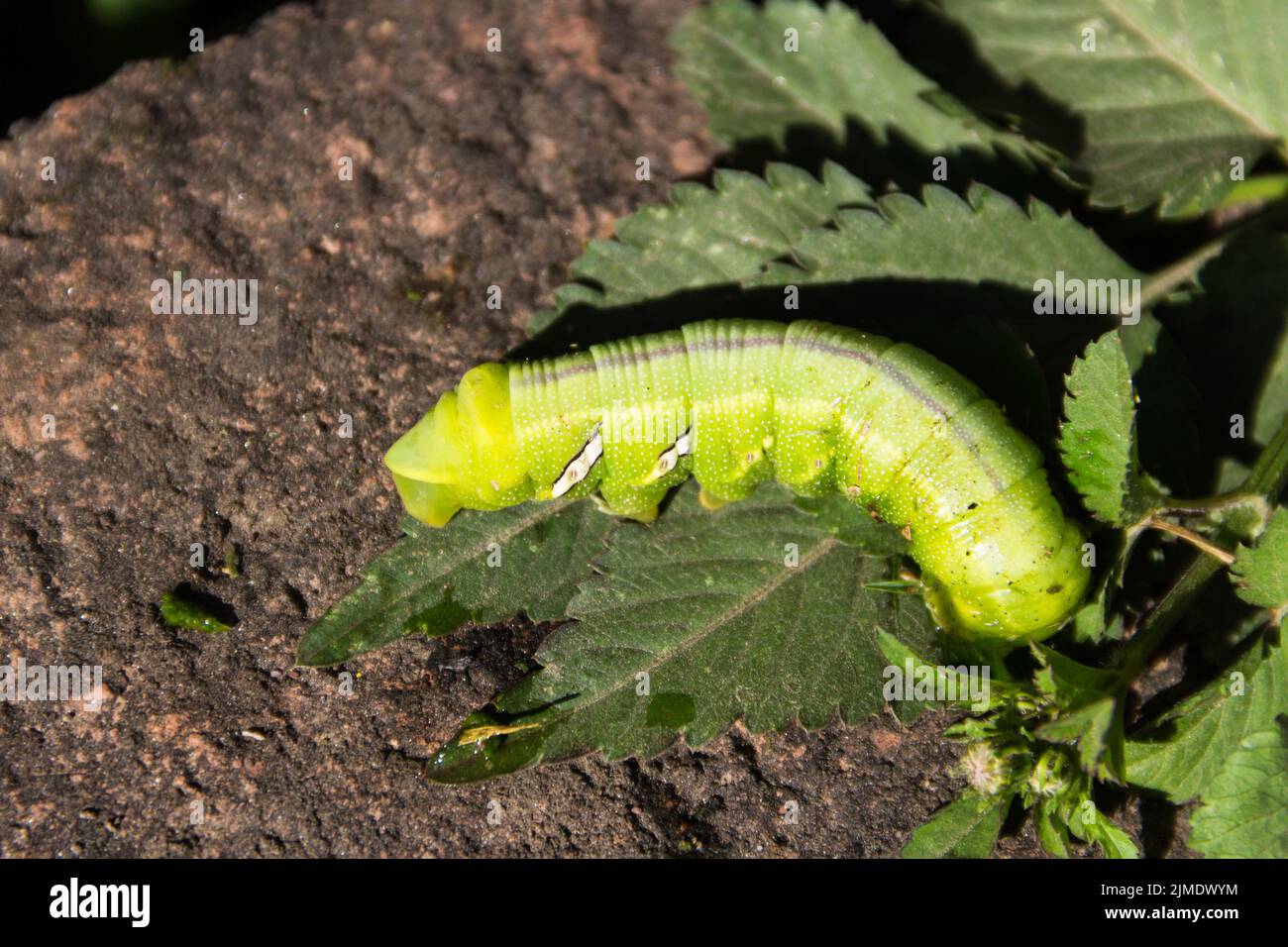 Eumorpha pandorus or sphinx moth caterpillar eating on the leaf, in ...