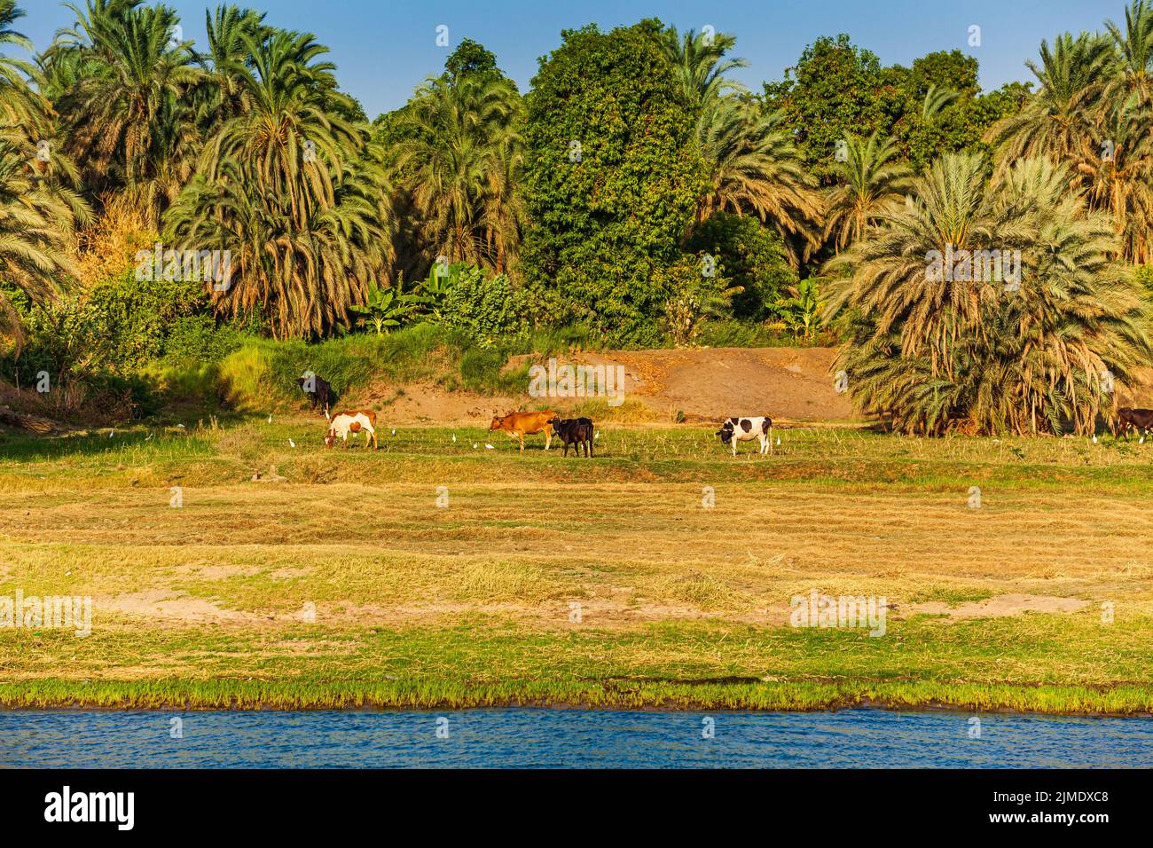 River Nile in Egypt. Life on the River Nile Stock Photo - Alamy