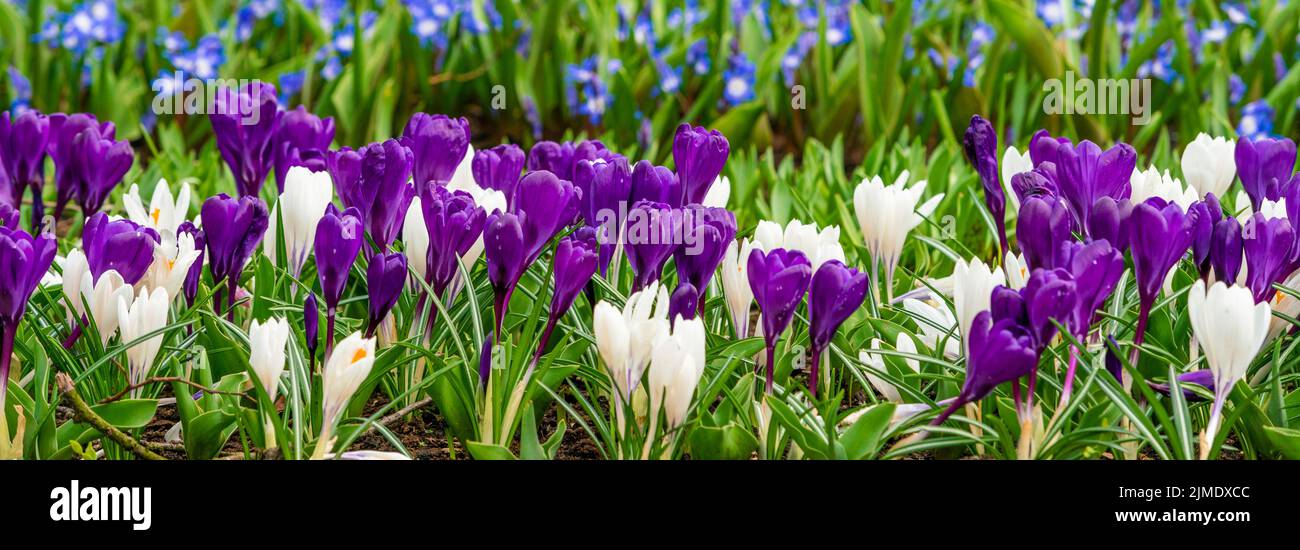 Crocus flowers field hi-res stock photography and images - Alamy