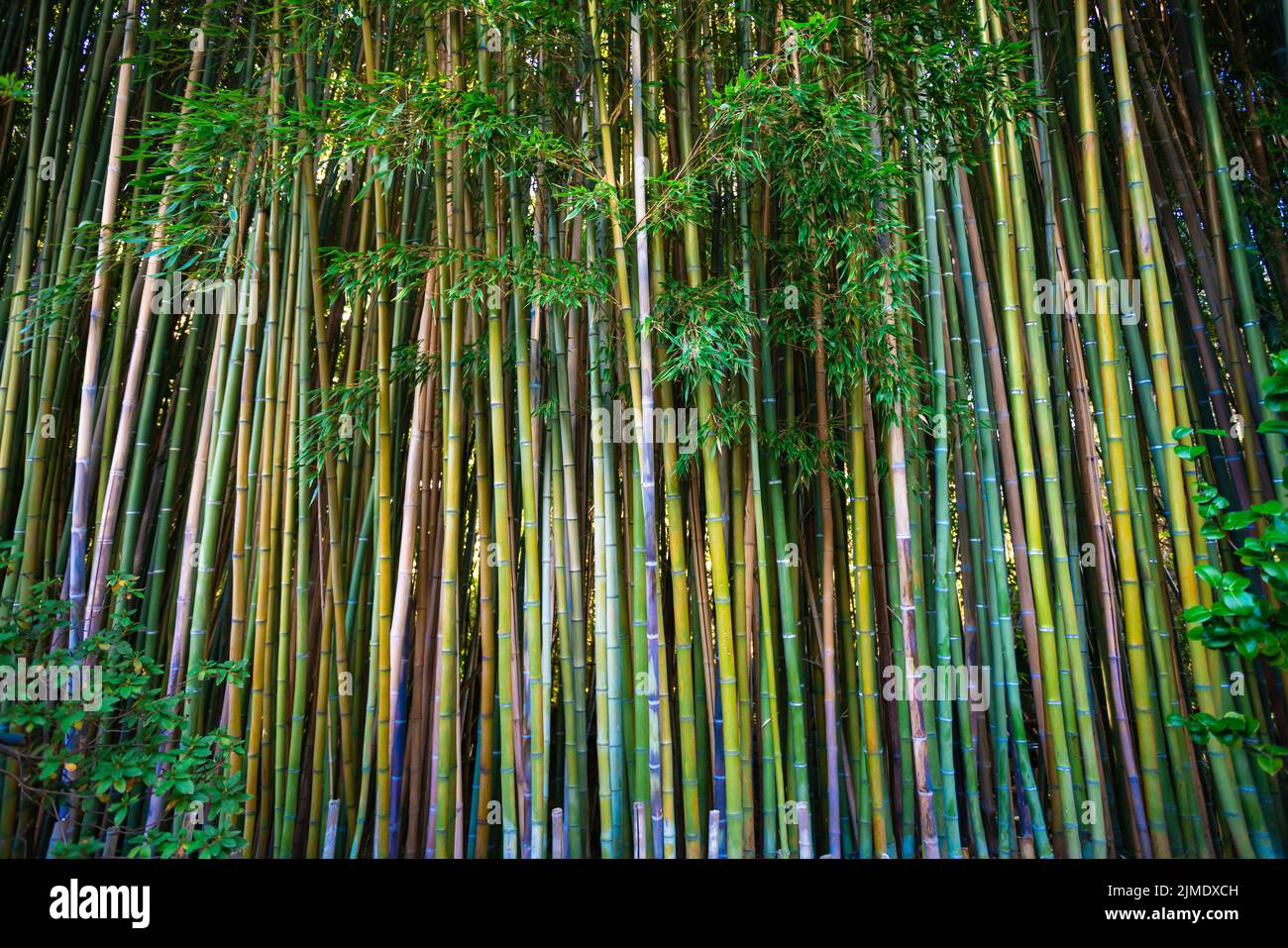 Lanscape of bamboo tree in tropical rainforest Stock Photo - Alamy