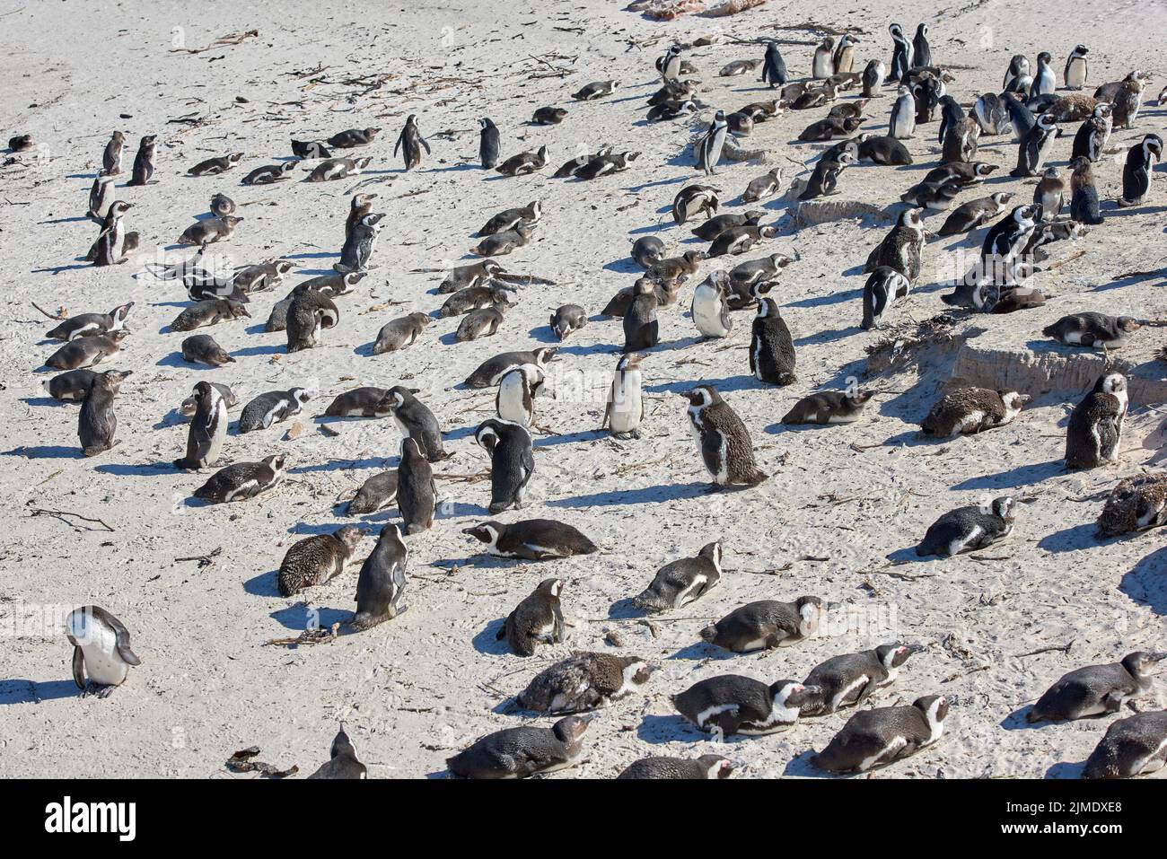 Penguins. Black-footed penguin at Boulders Beach, South Africa Stock ...