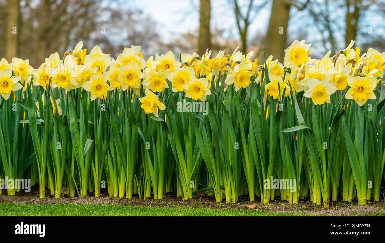Narcissus Pseudonarcissus in a field in the morning Stock Photo - Alamy